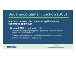 01. the normal cervix | PDF