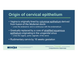 01. the normal cervix | PDF