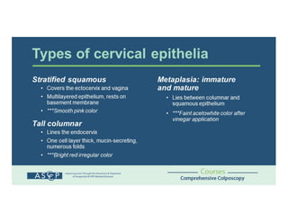 01. the normal cervix | PDF
