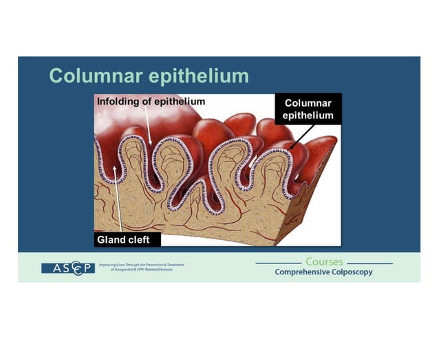 01. the normal cervix | PDF | Pregnancy | Reproductive Health
