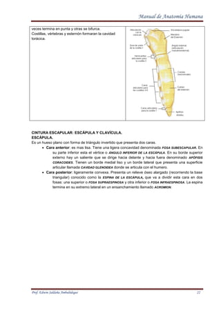 01. manual de anatomía humana autor edwin saldana | PDF