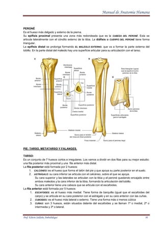 01. manual de anatomía humana autor edwin saldana | PDF
