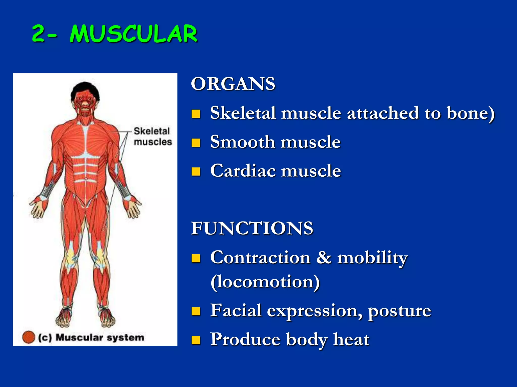 INTRODUCTION TO HUMAN BODY - Definition and scope of anatomy and ...