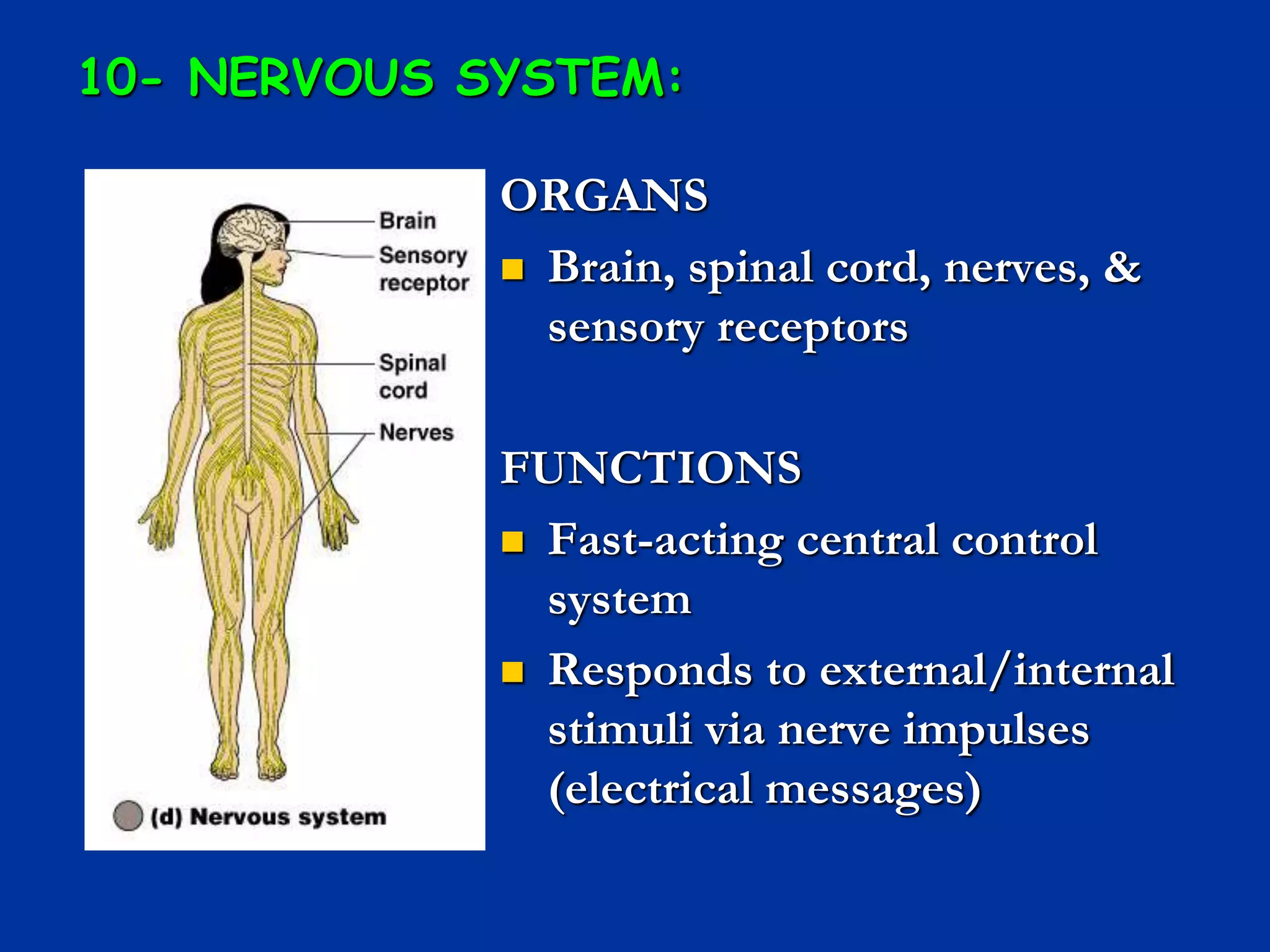 INTRODUCTION TO HUMAN BODY - Definition and scope of anatomy and ...