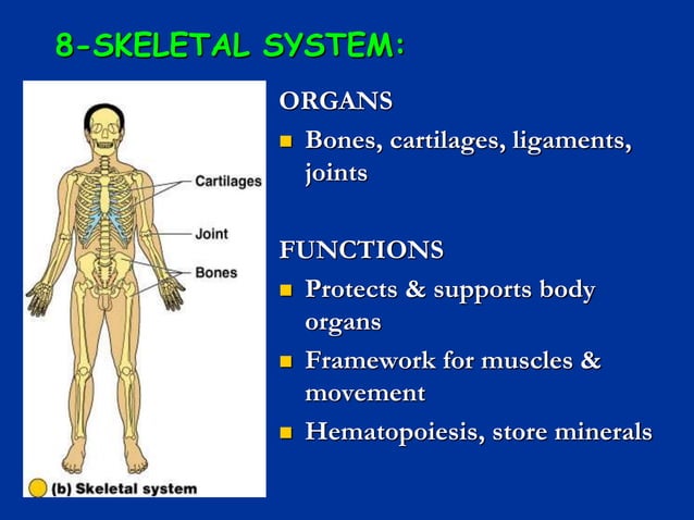 INTRODUCTION TO HUMAN BODY - Definition and scope of anatomy and ...
