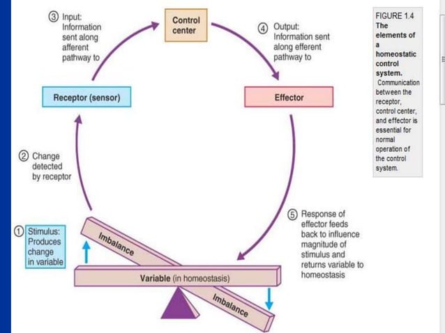 INTRODUCTION TO HUMAN BODY - Definition and scope of anatomy and ...