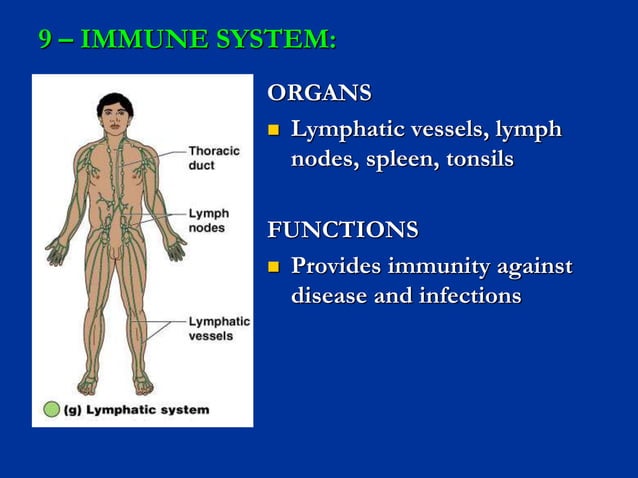 INTRODUCTION TO HUMAN BODY - Definition and scope of anatomy and ...