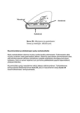 Yksilönkehityksen vaiheet eläinten luokittelun perusteena | PDF