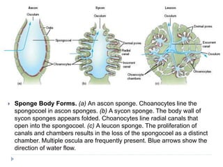 01. Porifera.pptx