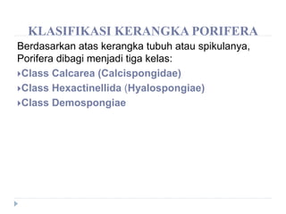 01. Porifera.pptx
