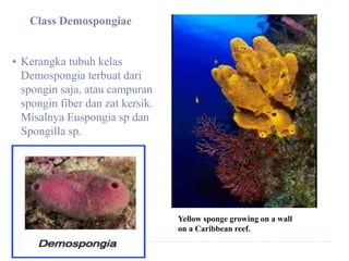 01. Porifera.pptx