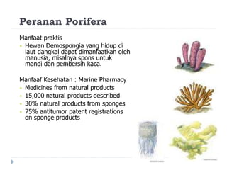 01. Porifera.pptx