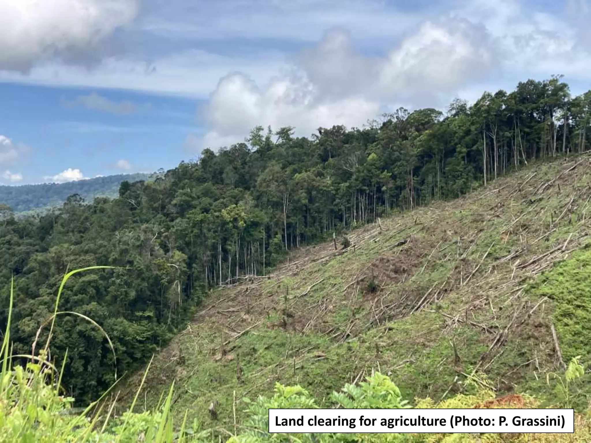 Sustainable crop intensification: from concept to real world examples ...