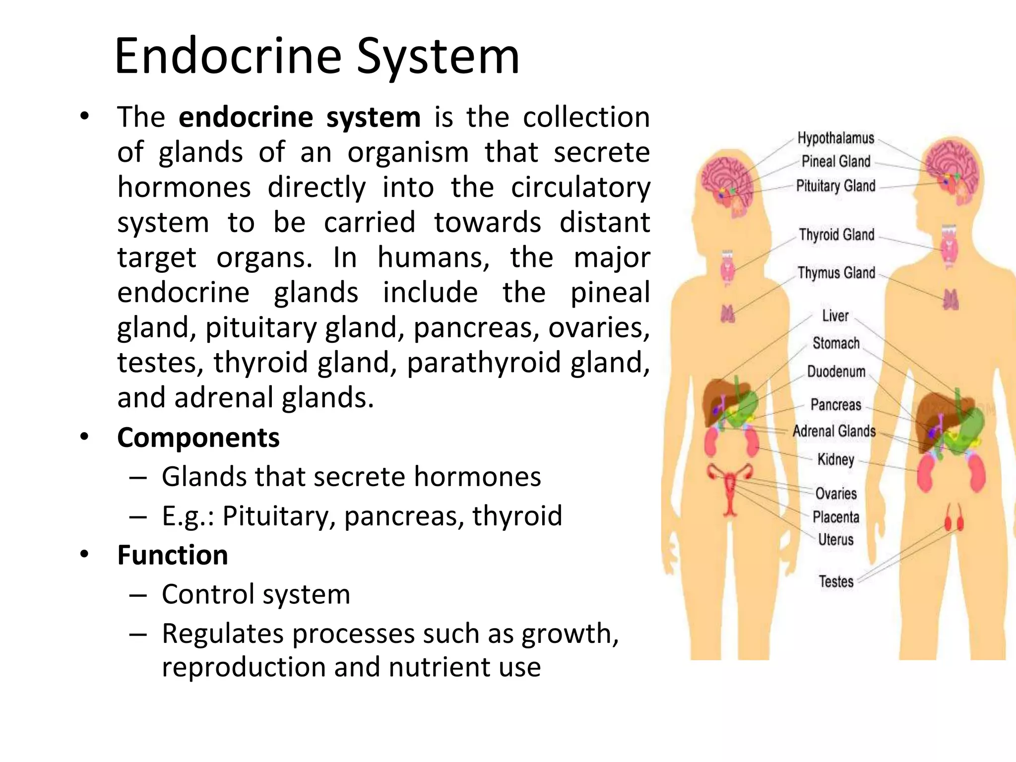 01. Anatomy Introduction (1) Chapter 1.pptx