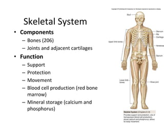 01. Anatomy Introduction (1) Chapter 1.pptx