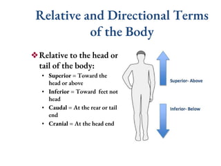 01. Anatomy Introduction (1) Chapter 1.pptx