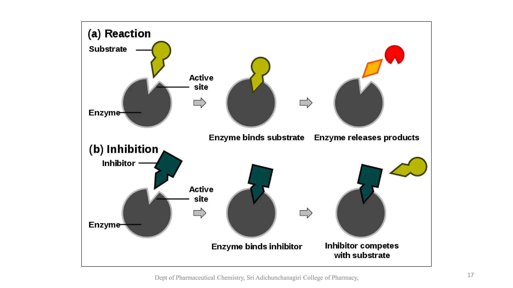 01.Rational Design of Enzyme inhibition.pptx