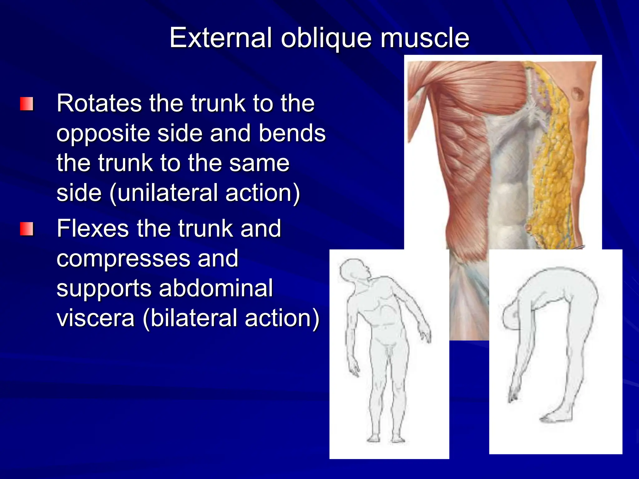 01._abdominal_cavity.pdf