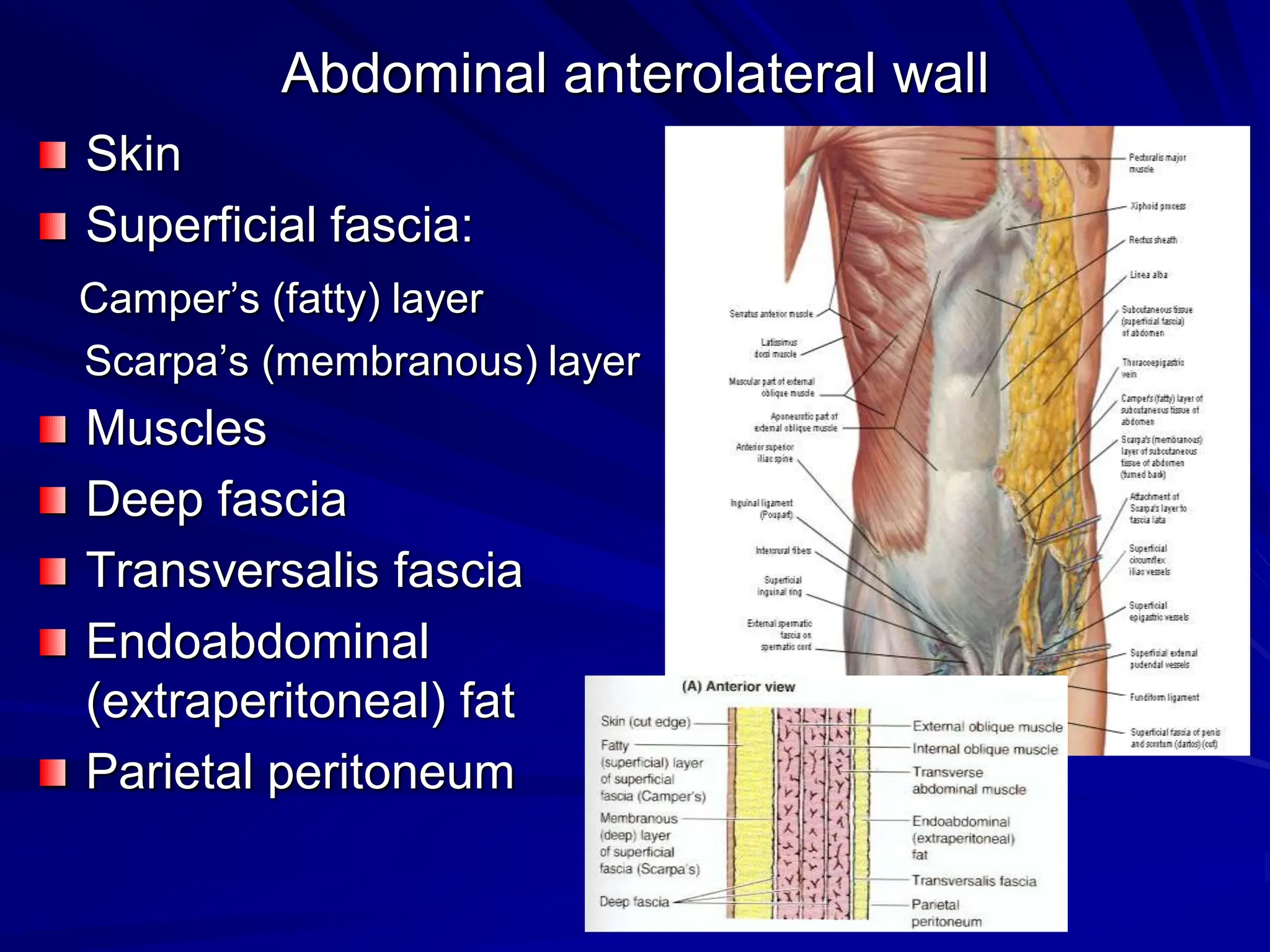 01._abdominal_cavity.pdf