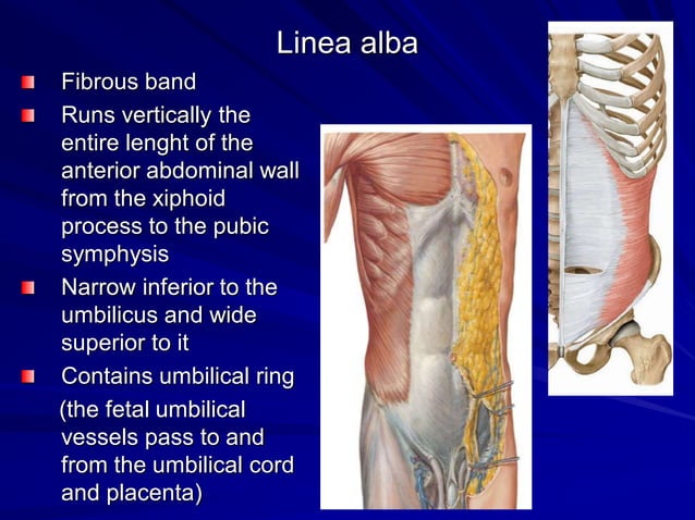 01._abdominal_cavity.pdf