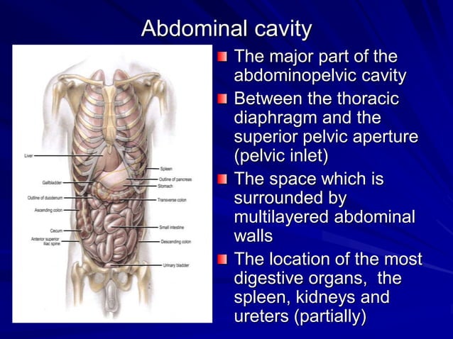 01._abdominal_cavity.pdf