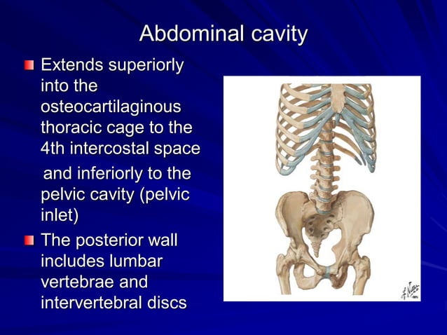 01._abdominal_cavity.pdf