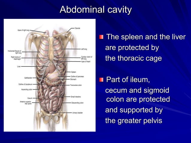 01._abdominal_cavity.pdf