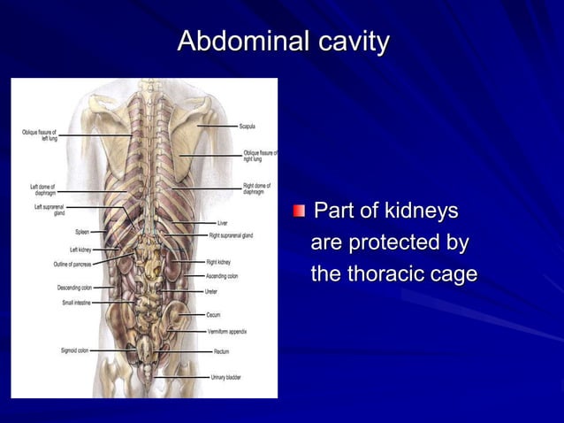 01._abdominal_cavity.pdf