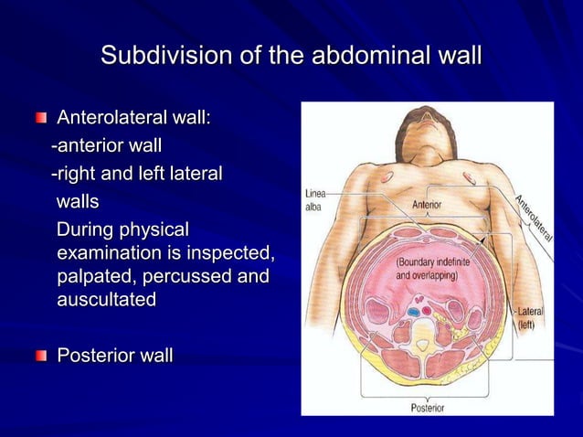 01._abdominal_cavity.pdf
