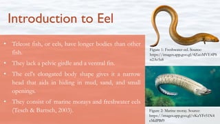 01. Anguilla anguilla (Eel).pdf. The Asian swamp eel is a facultative ...
