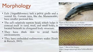 01. Anguilla anguilla (Eel).pdf. The Asian swamp eel is a facultative ...