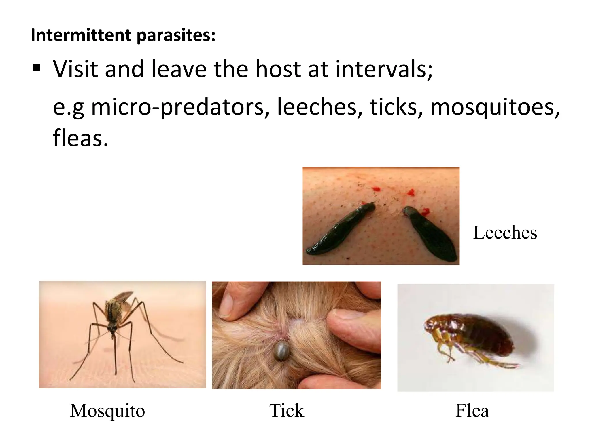 Introduction Parasitology. Parasites in the human body. | PPT