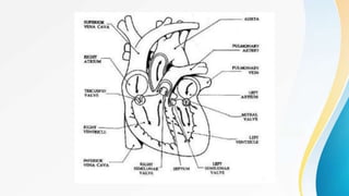 SEMINAR ON HEMODYNAMIC MONITORING ; INVASIVE AND NON INVASIVE | PPTX | First Aid | Injuries