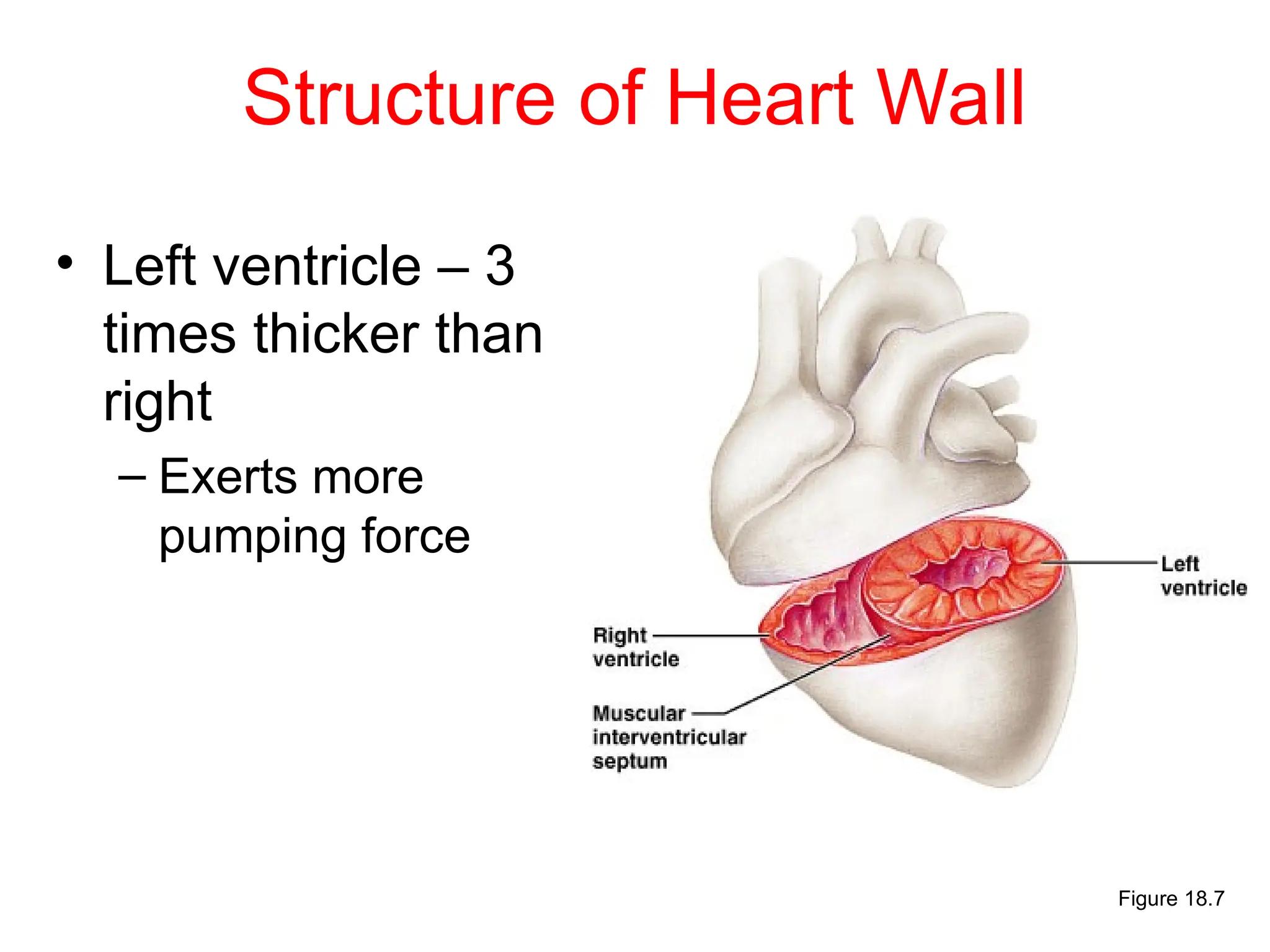 01. Anatomy & Physiology of the Heart.ppt