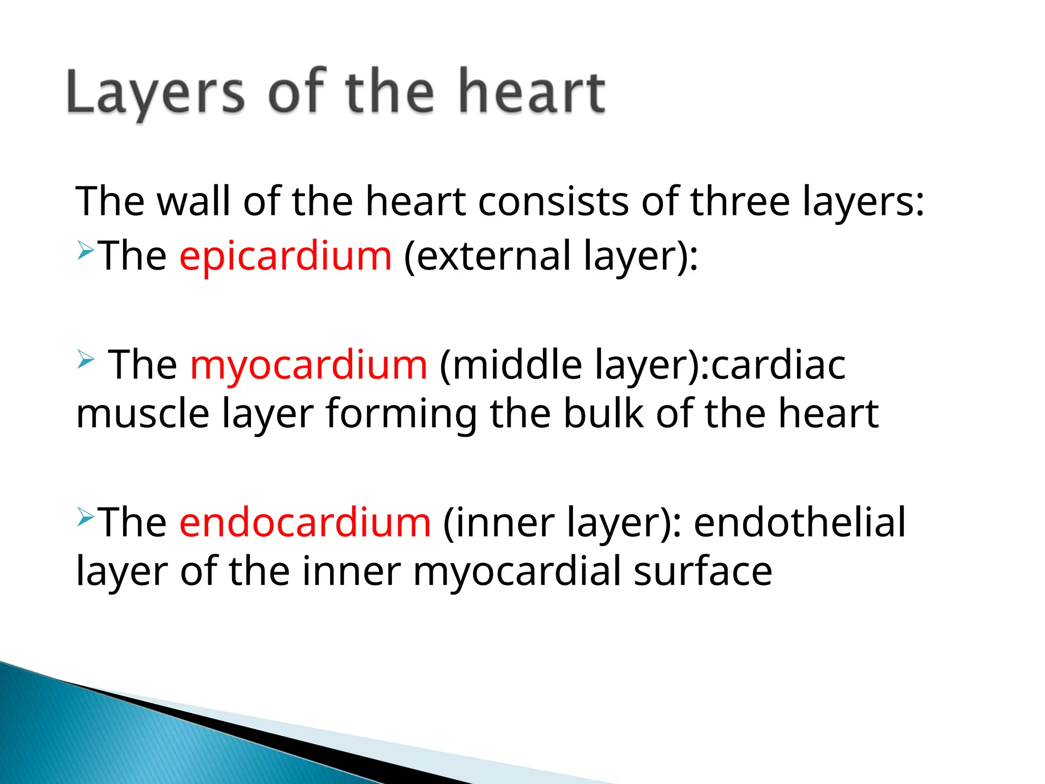 01. Anatomy & Physiology of the Heart.ppt