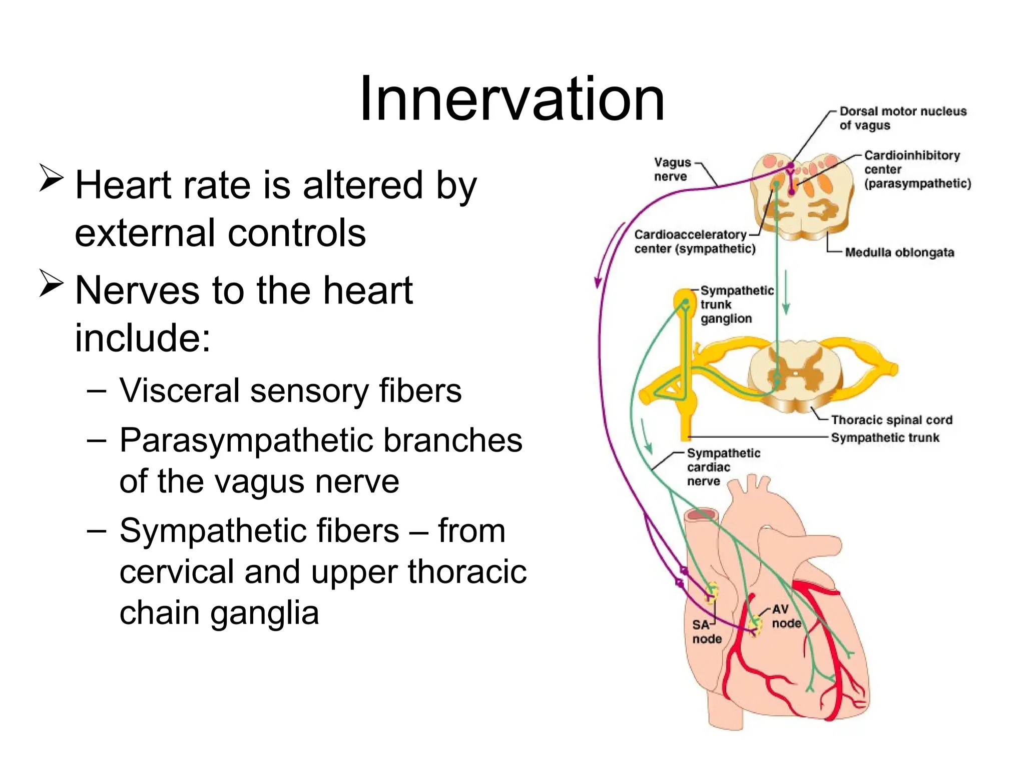 01. Anatomy & Physiology of the Heart.ppt