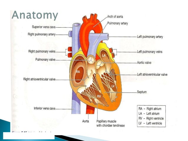 01. Anatomy & Physiology of the Heart.ppt