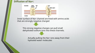 01.DIFFUSION ACCROSS CELL MEMBRANE PPT.pptx
