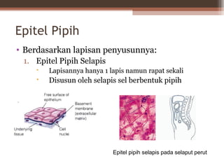 MATERI IPA SMP Jaringan Hewan (epitel dan saraf) | PPT