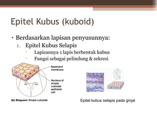 MATERI PEMBELAJARAN Jaringan Hewan (epitel dan saraf) | PPT