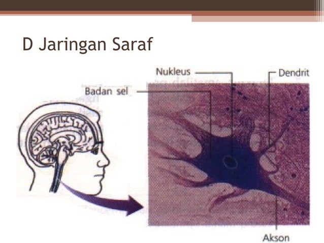 MATERI PEMBELAJARAN Jaringan Hewan (epitel dan saraf) | PPT
