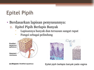 MATERI PEMBELAJARAN Jaringan Hewan (epitel dan saraf) | PPT