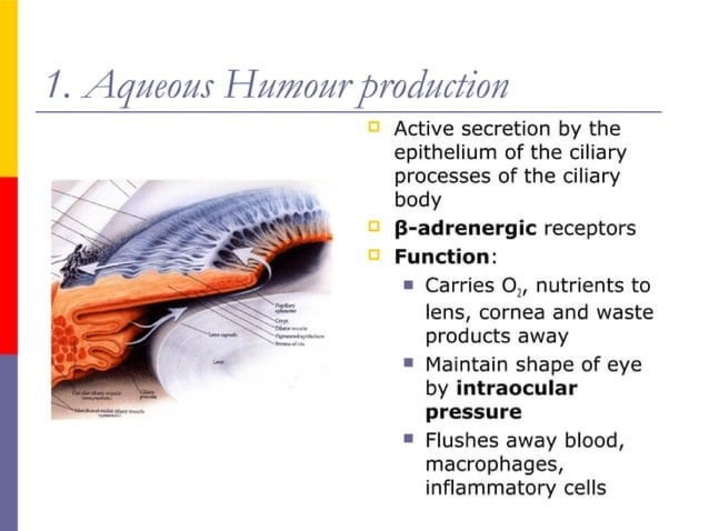 Opthalmology intriduction anatomy general view | PPTX