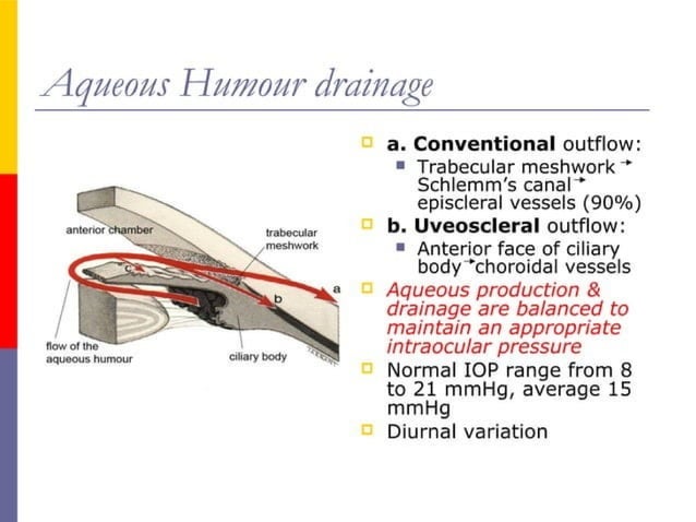 Opthalmology intriduction anatomy general view | PPTX