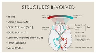 VISUAL PATHWAY and its related pathology | PPTX