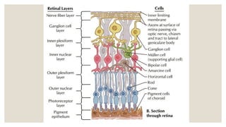 VISUAL PATHWAY and its related pathology | PPTX