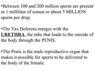 012345678910.male-reproductive-system.ppt