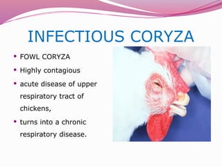 01. Introduction to common diseases iN POULTRY | PPT