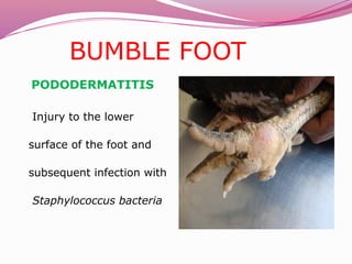 01. Introduction to common diseases iN POULTRY | PPT