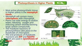 01.B(22010202)-PHOTOSYNTHESIS IN HIGHER PLANTS.pptx